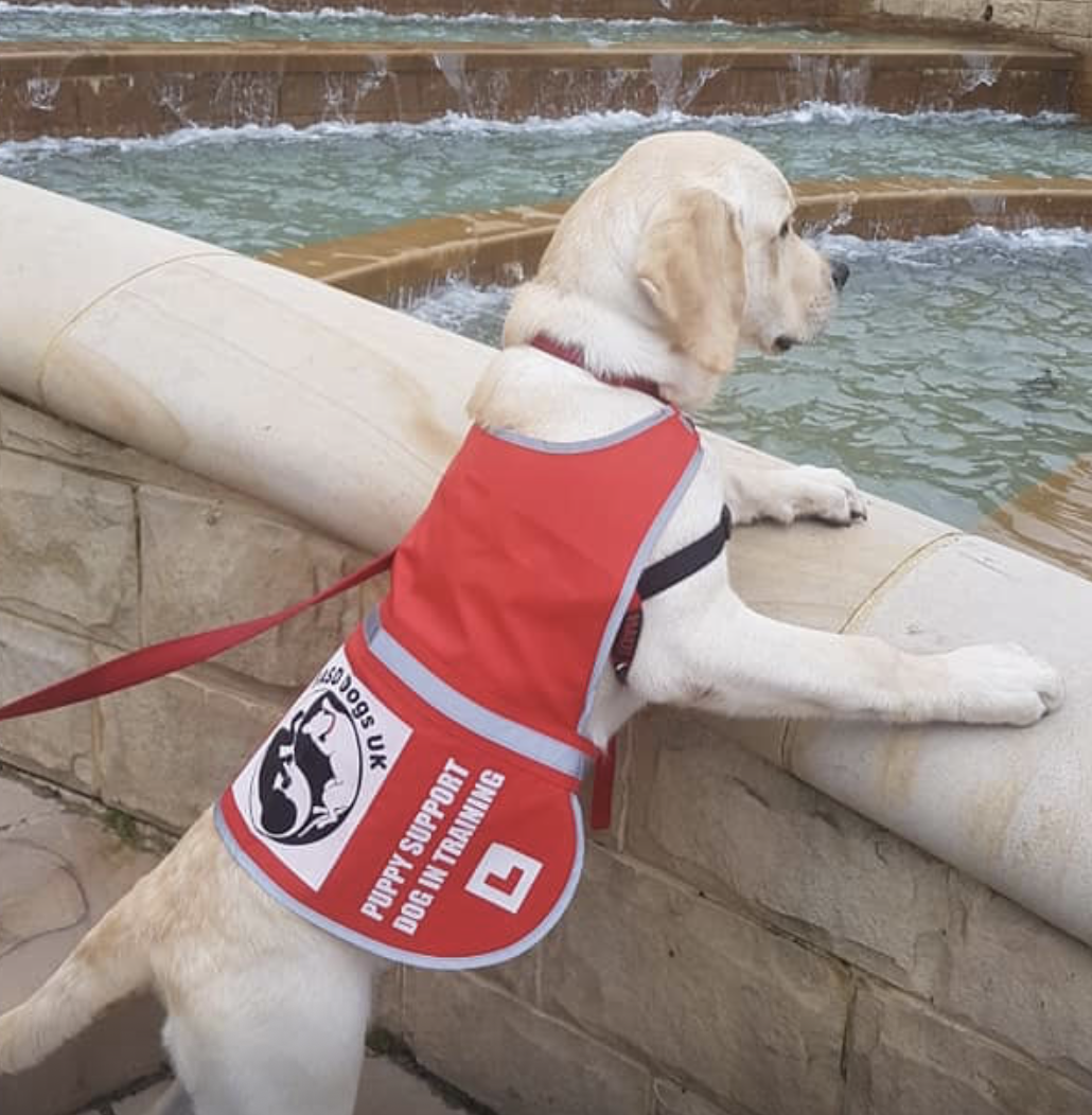 FASD Dogs UK – FASD UK Alliance